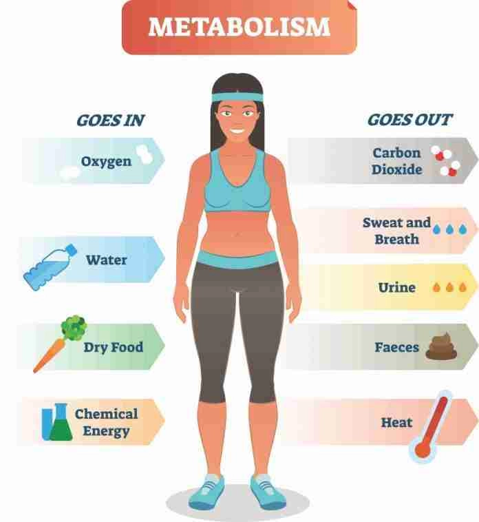 How To Increase Metabolism: 27 Things You Can Do Right Now (Backed By ...